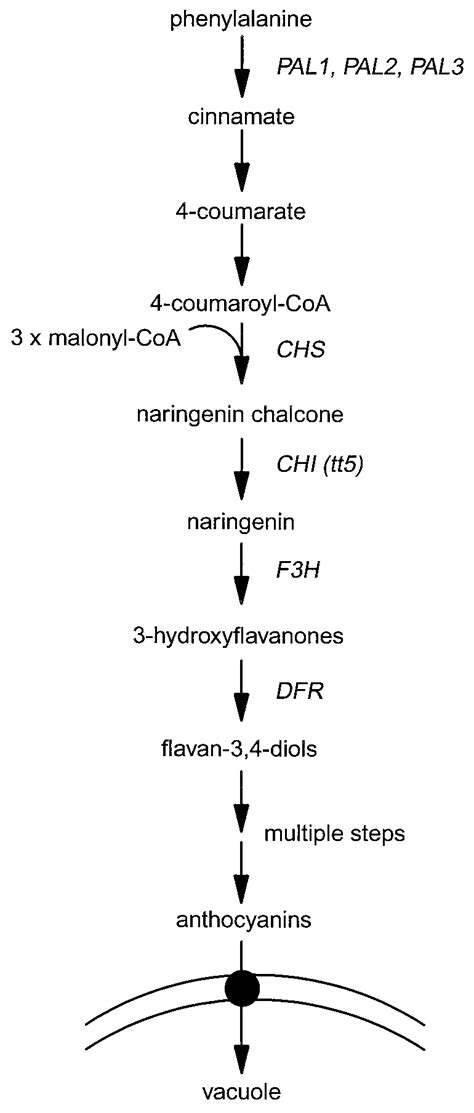The Anthocyanin Biosynthetic Pathway The Chemical Intermediates And