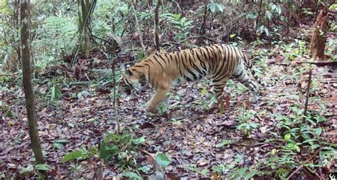 Saving The Sumatran Tiger Population In The Bukit Tiga Puluh National