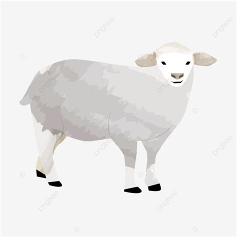 수채화 흰색 양 양 수채화 양 만화 양 Png 일러스트 및 이미지 에 대한 무료 다운로드 Pngtree
