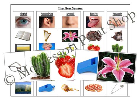 Five Senses Sorting Printable Free