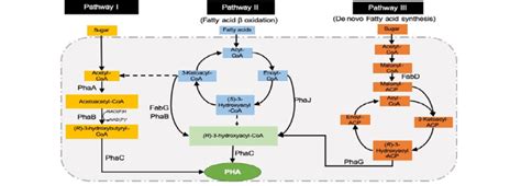 Schematic Diagram Of The Main Metabolic Pathways And Signaling Pathways