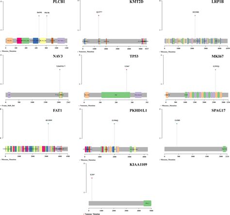 Lollipop Plot Exhibiting The Distribution Of Mutations Of The Ten Download Scientific Diagram