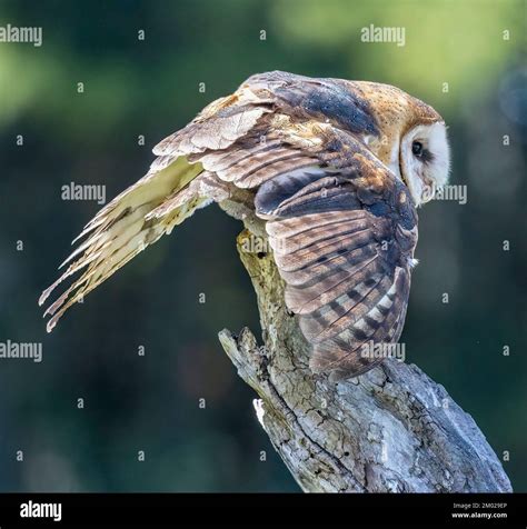 Common Barn Owl Tyto Alba Side View Wing Raised Head Down Looking At Camera Perched On Dead