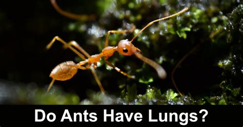 How Many Legs Do Ants Have Scifaqs
