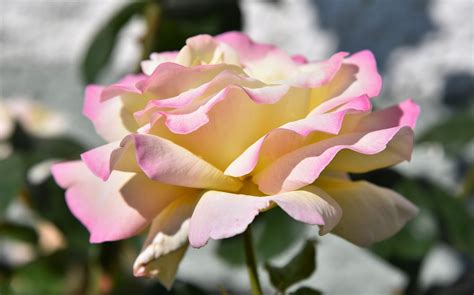 장미 분홍 노란색 꽃이 Pixabay의 무료 사진 Pixabay