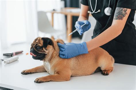 Vaccinazione Del Cane