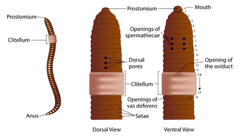Morphology Of Earthworm Definition Classification Diagram And