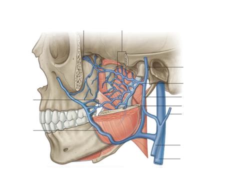 Pterygoid Venous Plexus Quiz