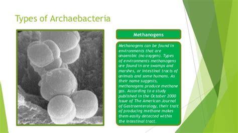 Archaea Examples Kingdom
