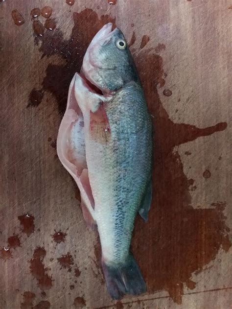 清蒸鱸魚的做法 每日頭條