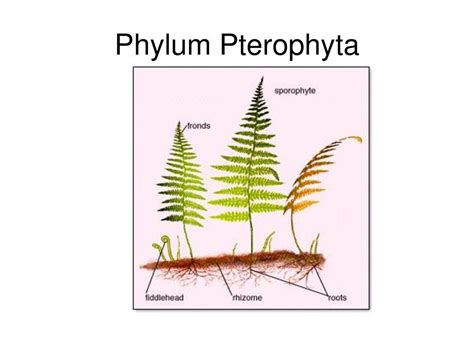 Pterophyta Labeled
