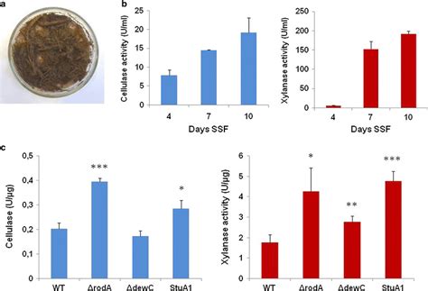 Solid State Fermentation Ssf Of A Nidulans On Seb A Representative Download Scientific