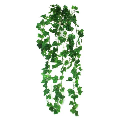 240 Leveles Futó 70 Cm Borostyán Zöld Cserepes Emag Hu