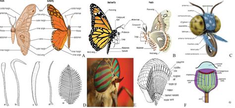 Introductory Chapter Lepidoptera Intechopen