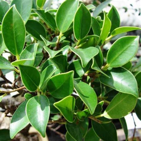 Ficus Hillii Emerald 140mm Little Leaves And A Nursery