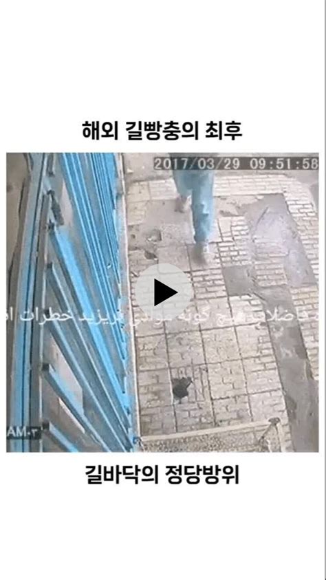 길빵충의 최후 유머 움짤 이슈 에펨코리아