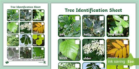 Tree Identification Photo Sheet Teacher Made