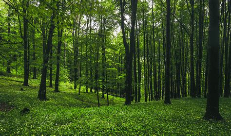 Личен състав ДГС Сливен ЮИДП Югоизточно Държавно Предприятие ДП