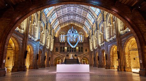 Whale Suspended Over Kiosk In Revamped Natural History Museum Foyer Whale Suspended Over Kiosk In Revamped Natural History Museum Foyer