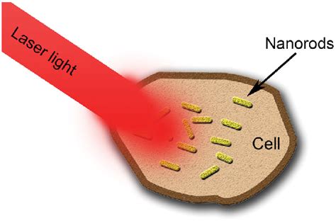 Schematic Representation Of A Cell Containing Nps Nanorods Being