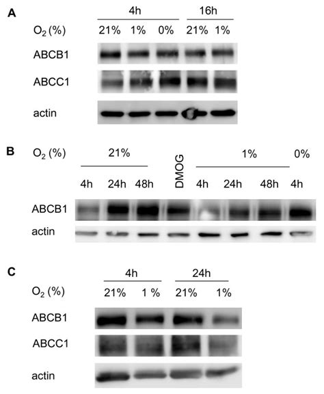 Abcb1 And Abcc1 Abundance Is Not Influenced By Hypoxia Or Anoxia In Download Scientific Diagram