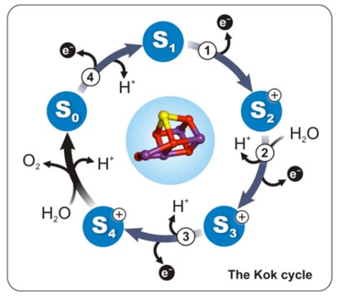 Bioenergi Sig 1 Photosynthesis Flashcards Quizlet