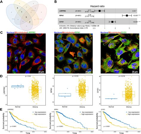 construction of risk model using three disulfidptosis related genes
