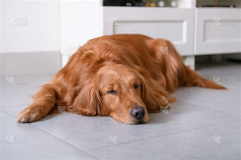 金毛犬躺在地上