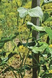 Master Garden X Nylon Garden Net Trellis At Menards