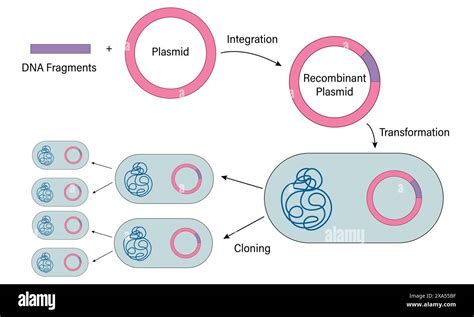 Detailed Vector Illustration Of Recombinant Dna Construction And