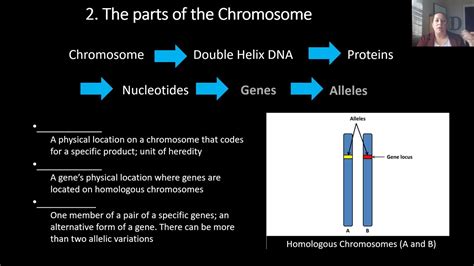 Introduction To Mendelian Genetics YouTube