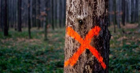 What Does Paint On A Tree Mean