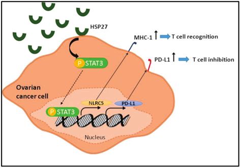 Schematic Diagram Showing The Role Of Hsp27 In The Regulation Of Both Download Scientific