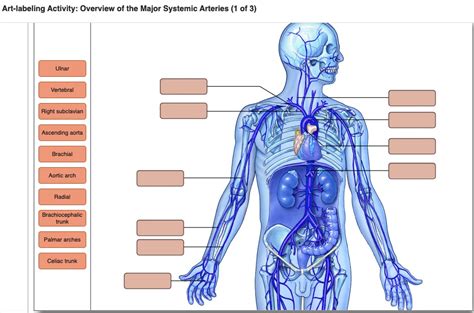 Solved Art Labeling Activity Overview Of The Major Systemic Arteries