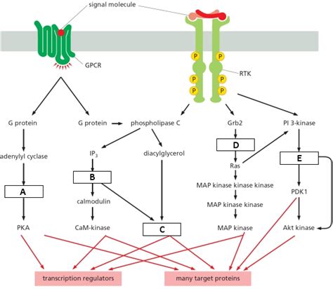 In The Following Diagram Showing Five Parallel Signaling Pathways