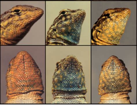 Ecology And Breeding Colors Of The Side Blotched Lizard Uta Stansburiana In The Grand Canyon