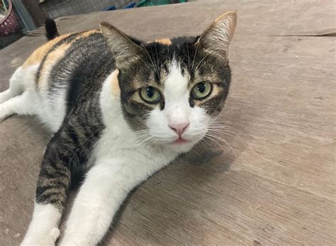 Advanced Object Types In Typescript By Medium