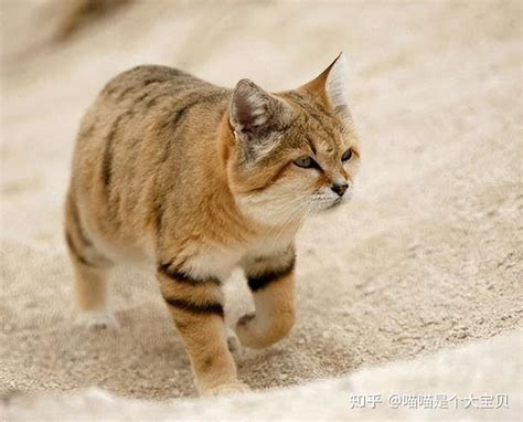 警告这几种猫是禁养猫养就是违法 知乎