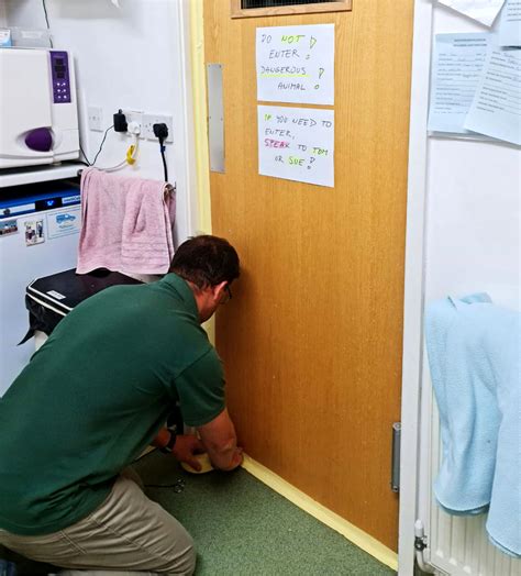 Deadly Snake Found In Shipping Container In Uk Deadly Snake Found In Shipping Container In Uk