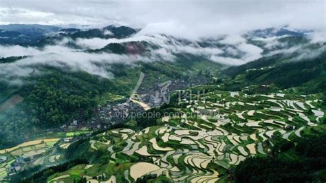 贵州黎平千牛同耕展农耕文化 人民图片网