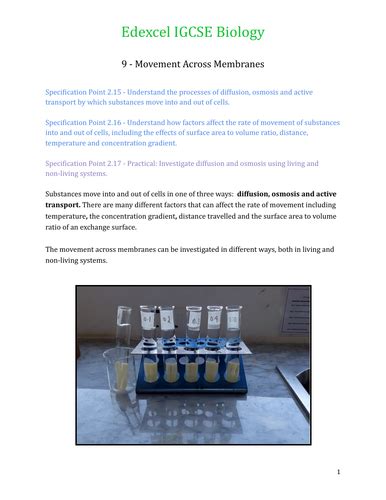 Edexcel Igcse Biology Worksheet 9 Movement Across Membranes Teaching Resources
