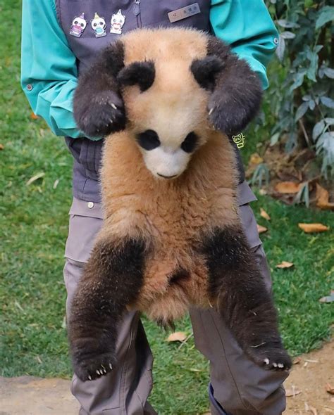 한국 판다 중 유일한 롱다리 판다 유머 이슈 Yuldo