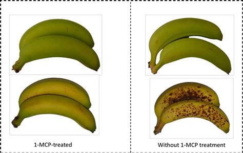 1 Methylcyclopropene 1 Mcp Ethylene Inhibitor Agent Dora Agri Tech
