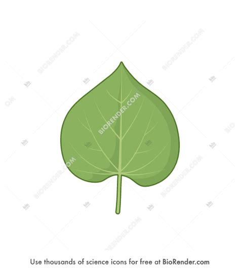 Free Leaf Cordate Icons Symbols And Images Biorender