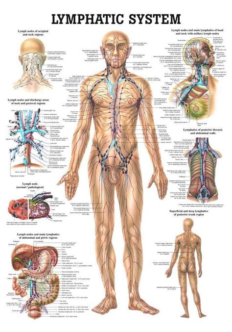 Lymphatic System Map Anatomy Of The Lymphatic And Immune Systems