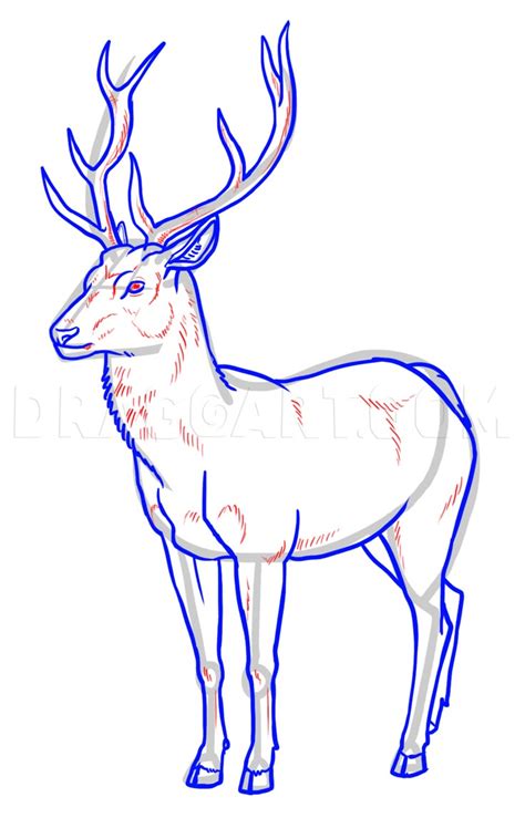 How To Draw Deer Step By Step Drawing Guide By Makangeni Deer Drawing Deer Art Deer Painting