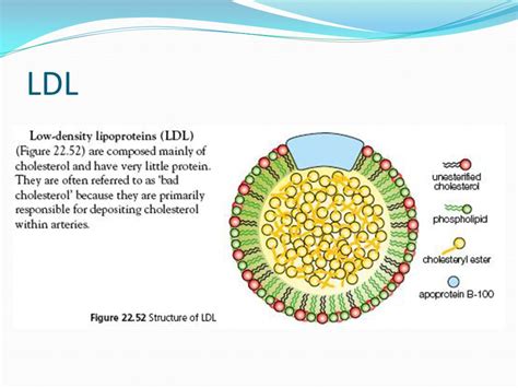 Hdl Vs Ldl Structure