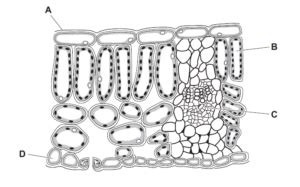 IGCSE Biology 0610 6 2 Leaf Structure IGCSE Style Questions Paper 1