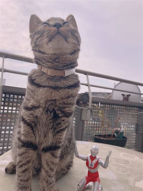 Mayu Shino S Mayu Shiho Twitter