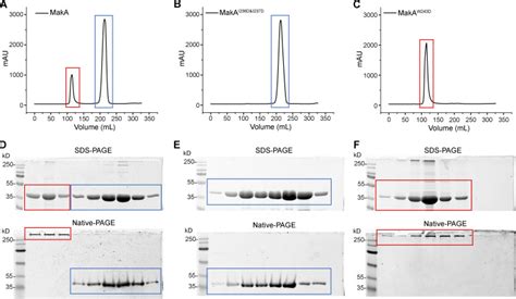 V Cholerae Maka Is A Cholesterol Binding Pore Forming Toxin That Induces Non Canonical